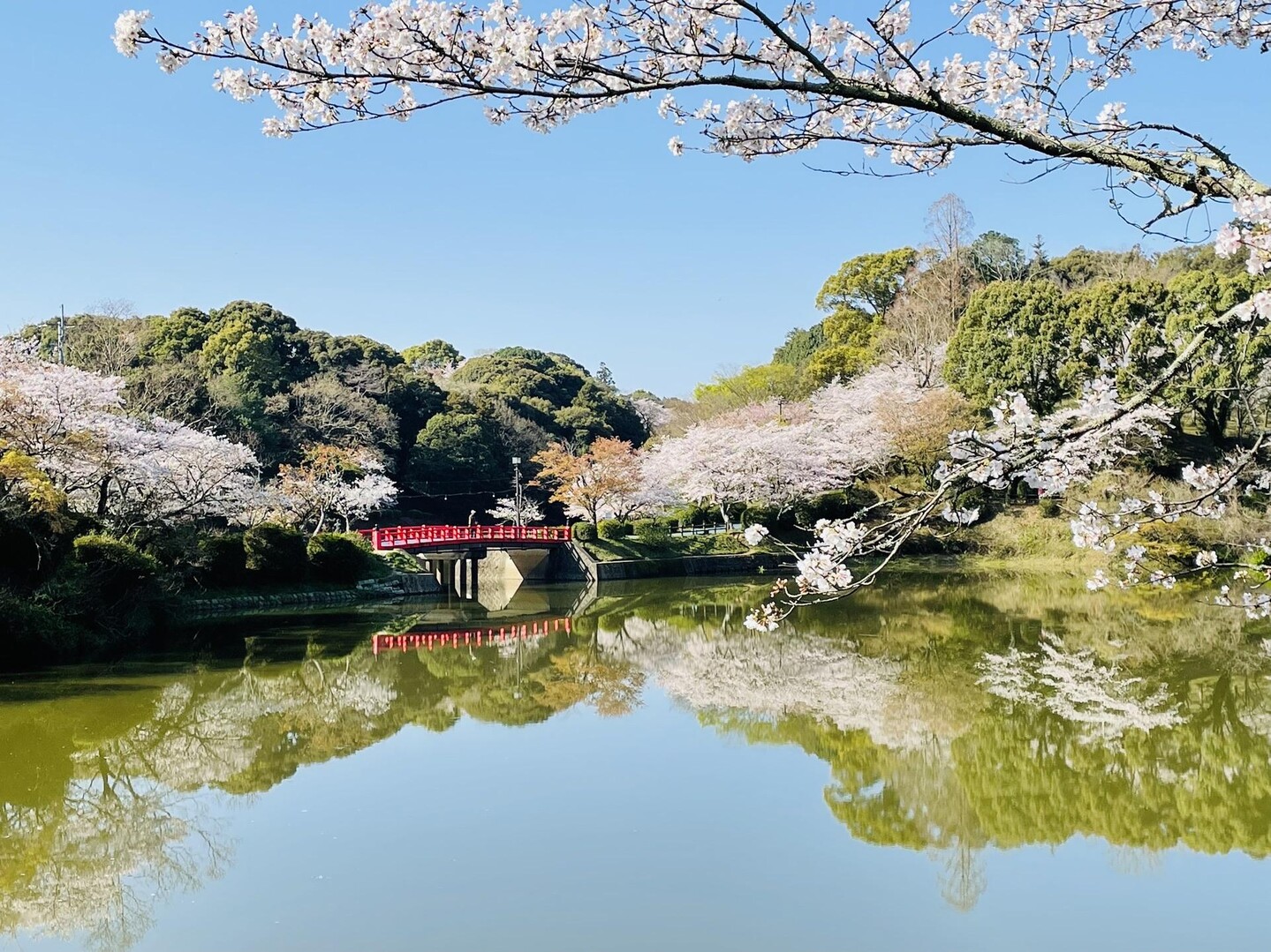 青空と桜と水面、太陽の輝きと。 春🌸大... / appleさんのモーメント | YAMAP / ヤマップ