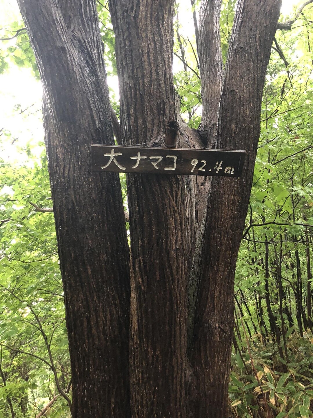 どこにある！？大ナマコ山・小ナマコ山 / inao さんの三角山・大倉山・円山の活動データ | YAMAP / ヤマップ
