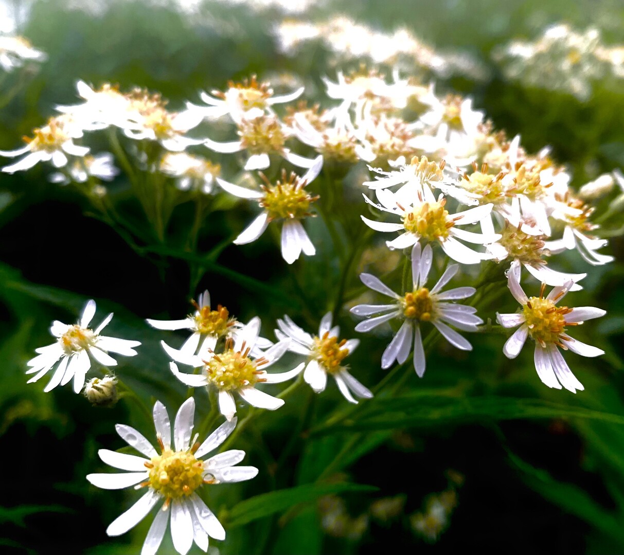 ノコンギク / Takaさんのモーメント | YAMAP / ヤマップ