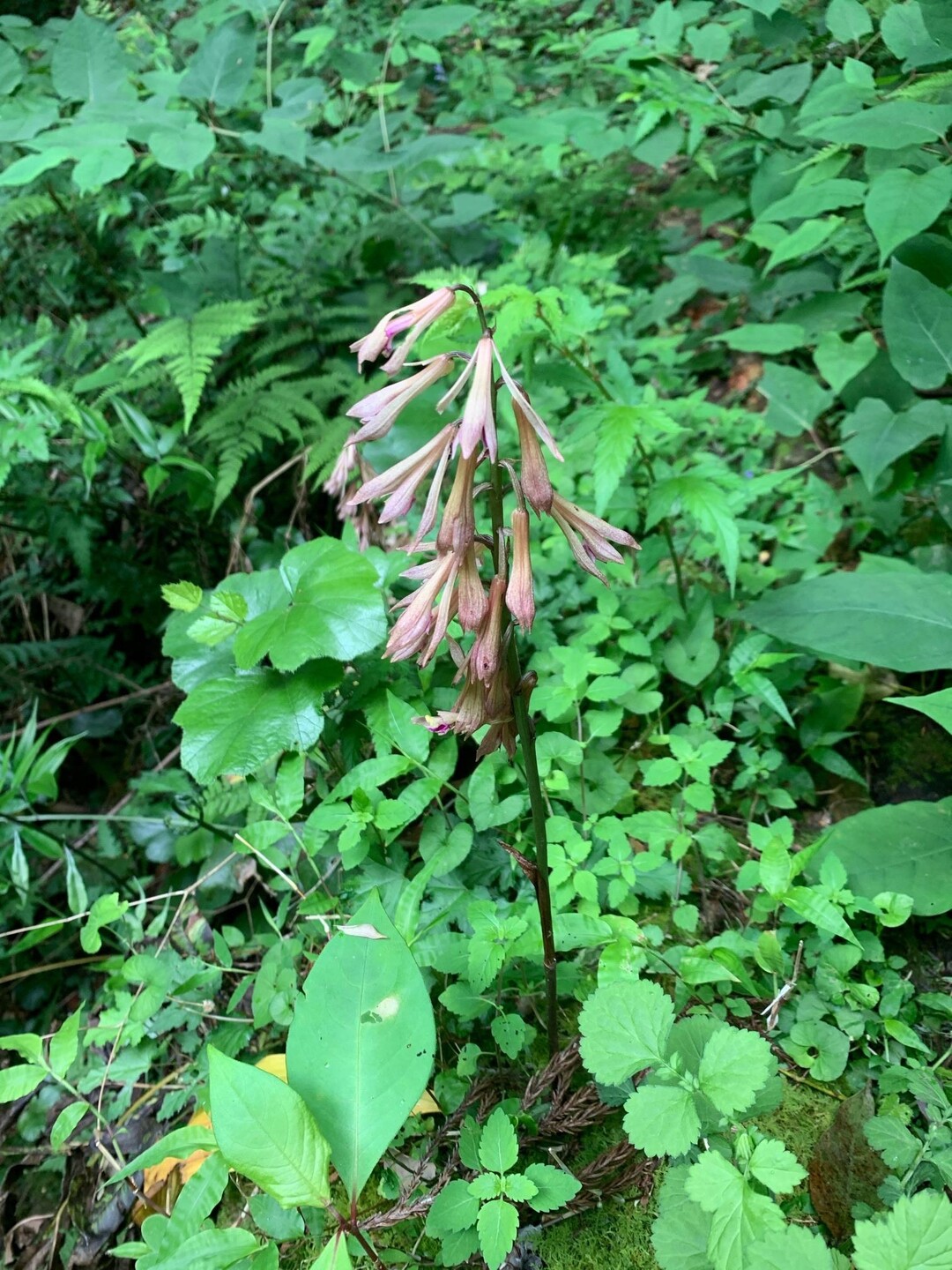 油山 / yyshigeさんの油山・荒平山・片縄山の活動データ | YAMAP / ヤマップ