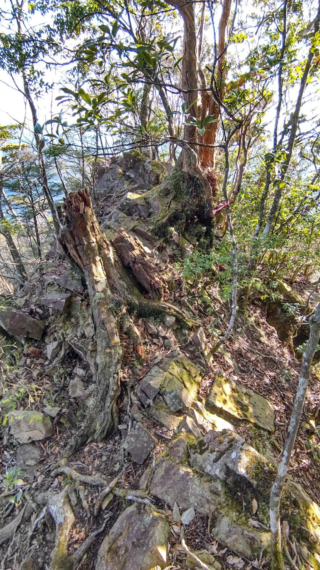 masaさんの投稿したフィールドメモ | YAMAP / ヤマップ