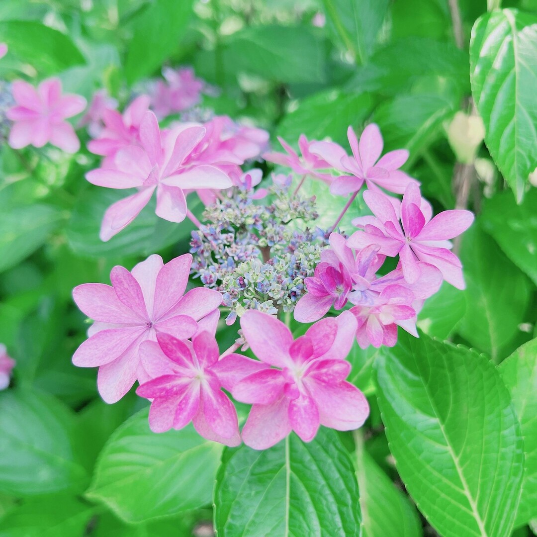 2024.06.27(木) 02:19 / papiさんのモーメント | YAMAP / ヤマップ