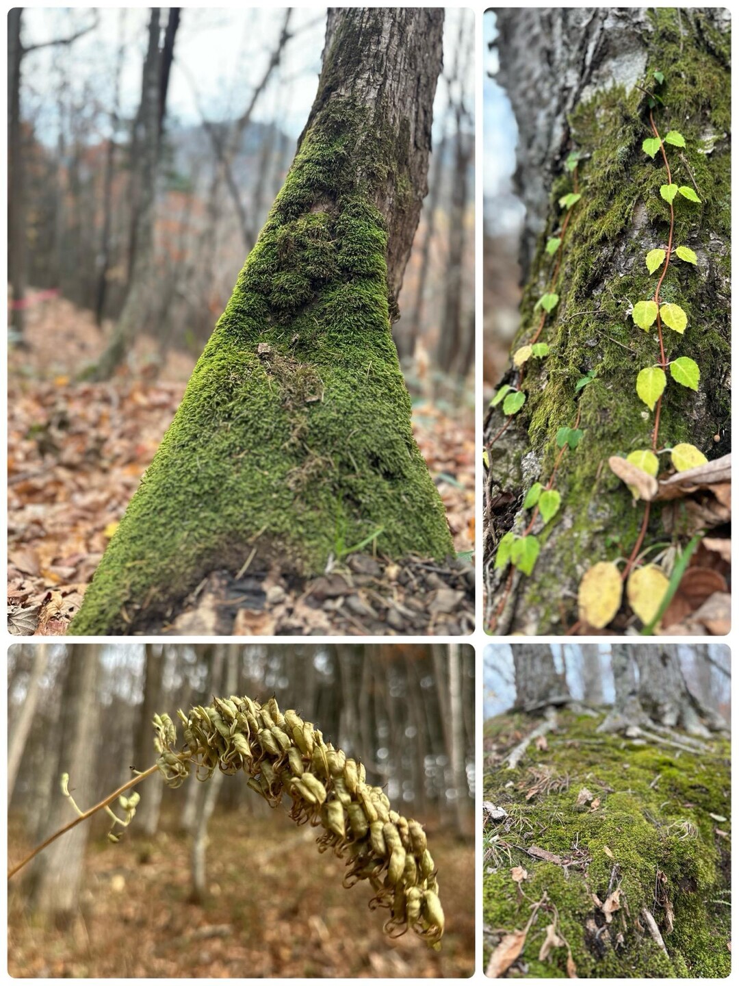仁頃山⛰️久しぶりにぼっちで𝕙𝕠𝕞𝕖⛰️🏠東新道ピストン編 / とらもさんの仁頃山の活動データ | YAMAP / ヤマップ