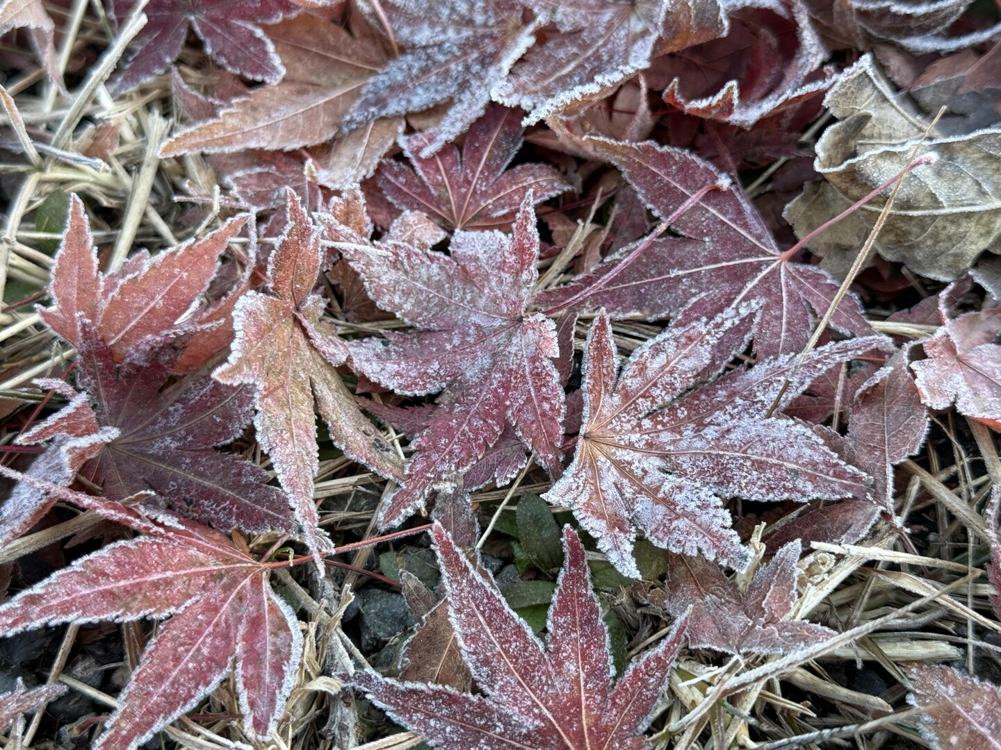 富嶽三十六景の大野山・高松山に登る / 山爺さんの高松山・大野山の活動日記 | YAMAP / ヤマップ