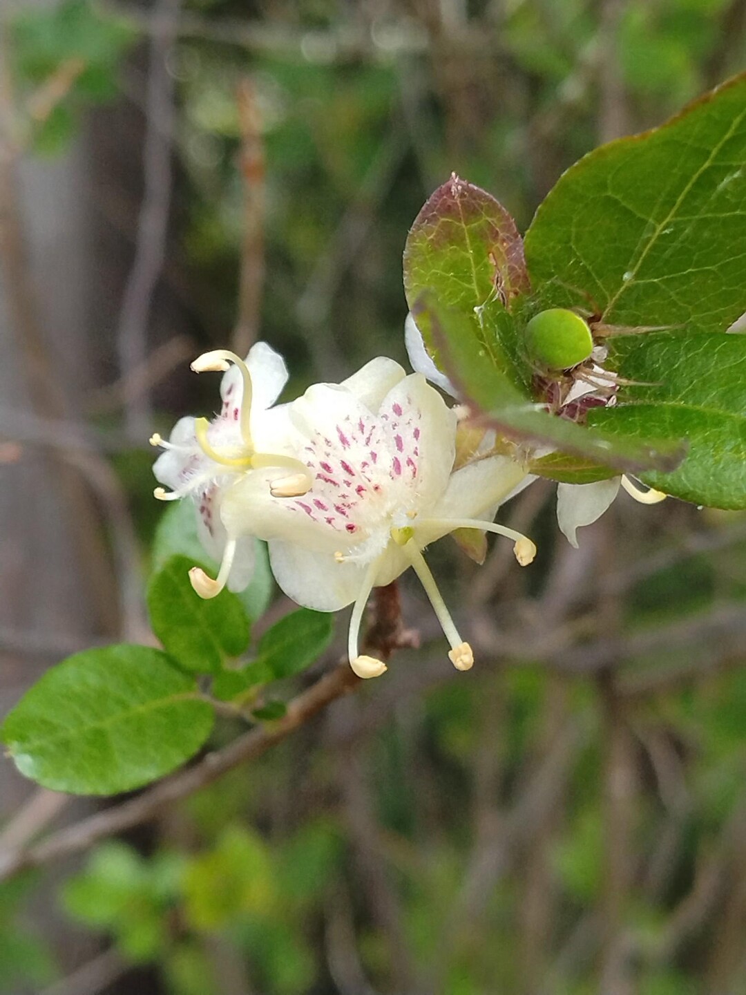 ☀️暑すぎるー☀️物見山・小瀬名富士・東ムカイ山・愛宕山・観音岳・観音ヶ岳・スカリ山 / Natsuさんの日和田山・物見山の活動データ | YAMAP / ヤマップ