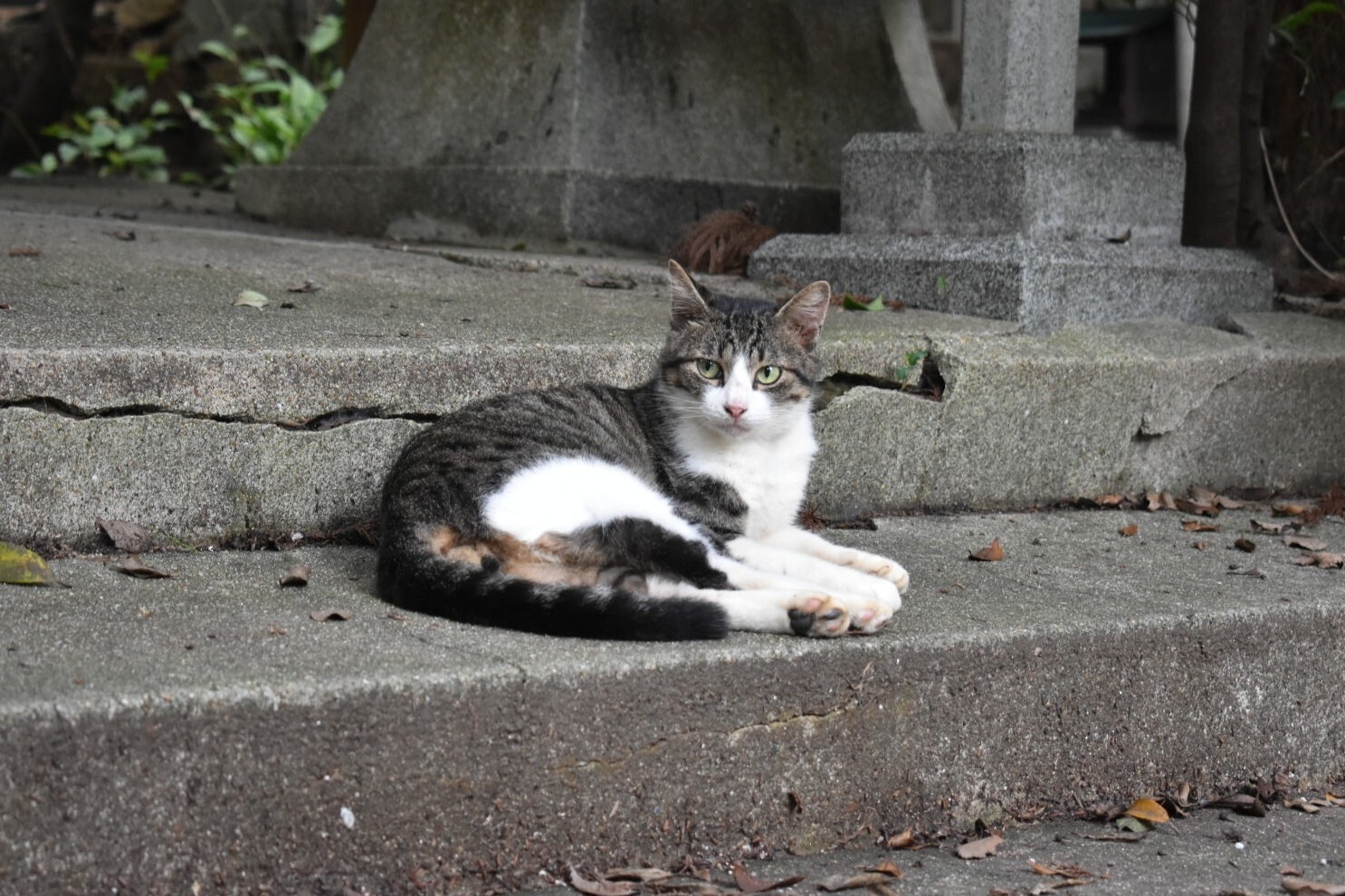【つぶやき】 卯の花ももう少し、卯月です... / K.Soutaさんのモーメント | YAMAP / ヤマップ