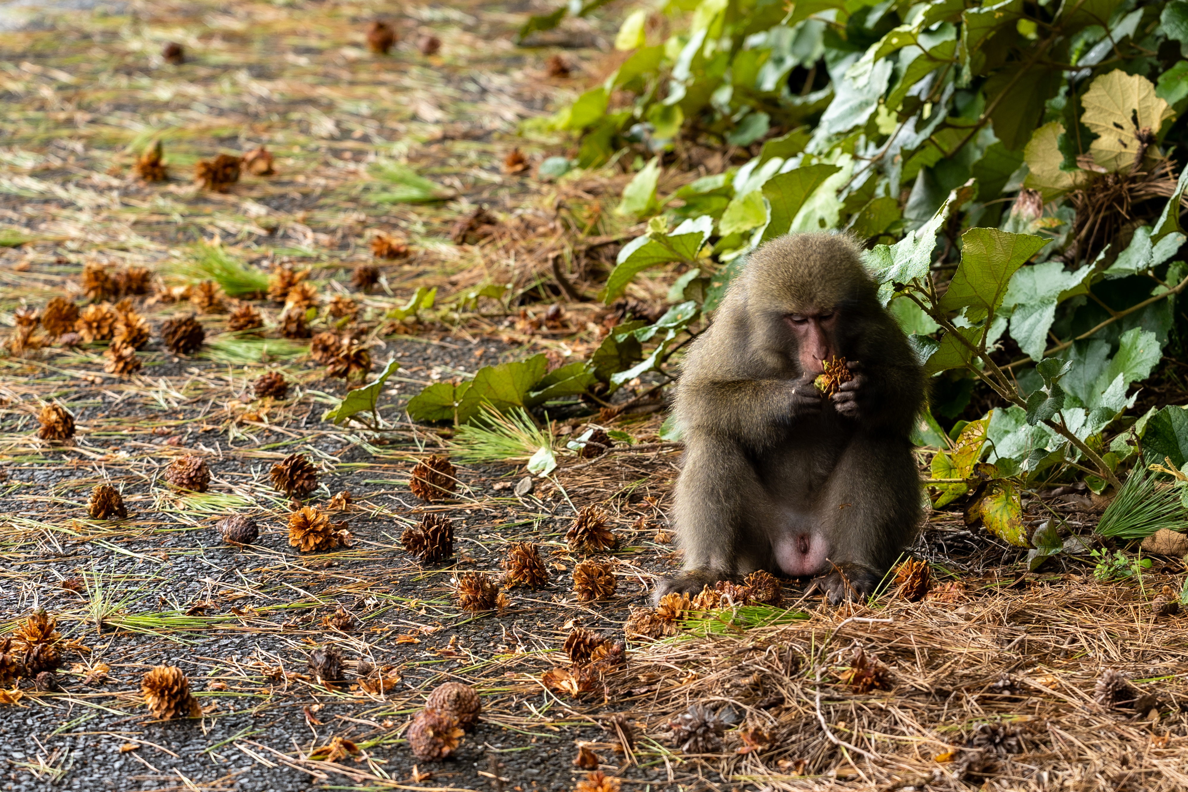 屋久島 Day4 バイクで島一周 / まなぶさんのランニングの活動データ | YAMAP / ヤマップ
