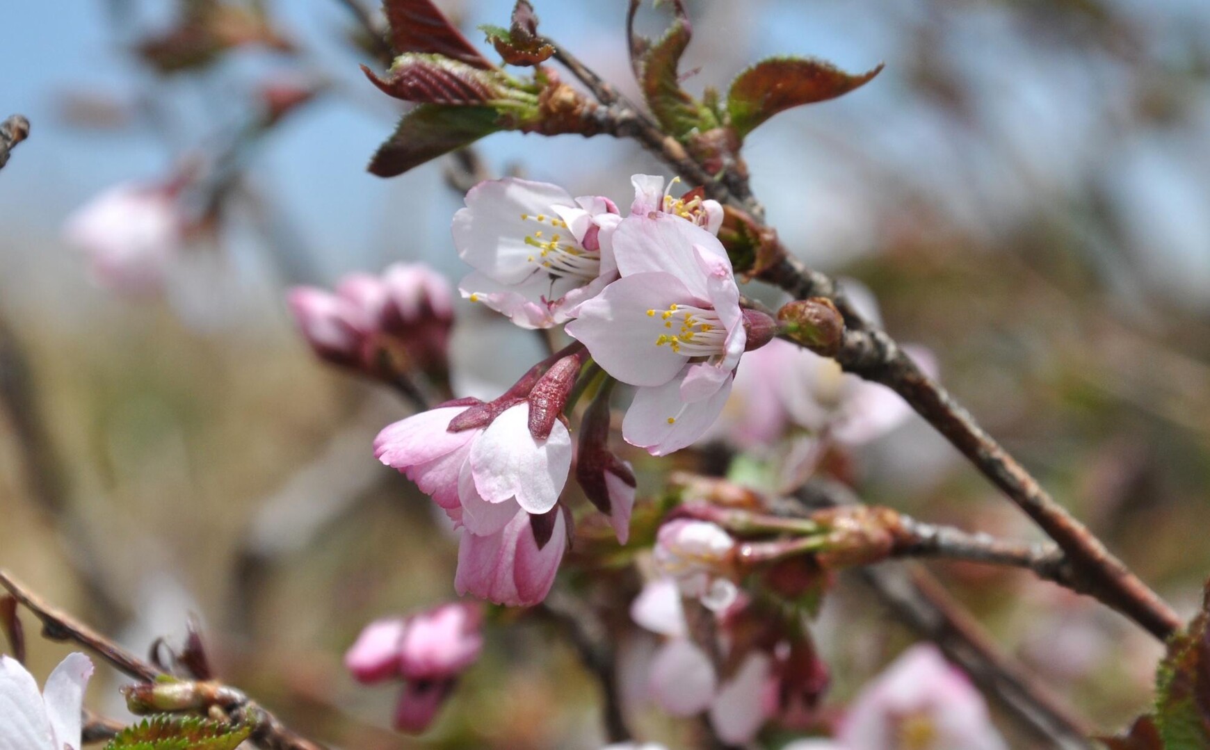 sakura ken3のページ | YAMAP / ヤマップ