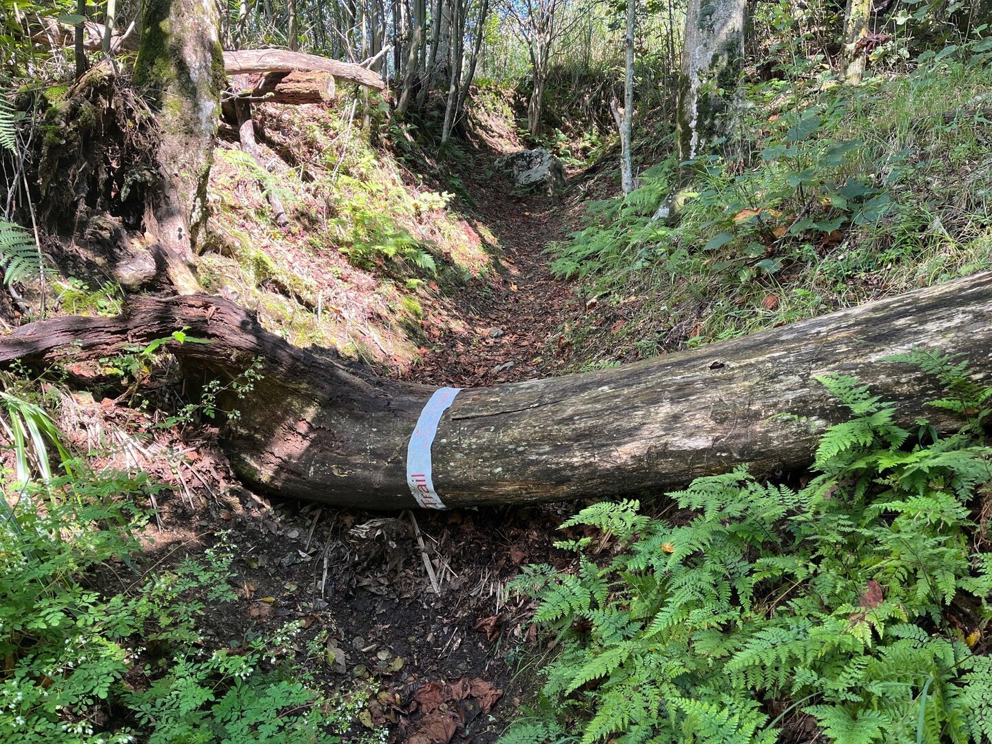 greenmoonきくちゃんさんの投稿したフィールドメモ | YAMAP / ヤマップ