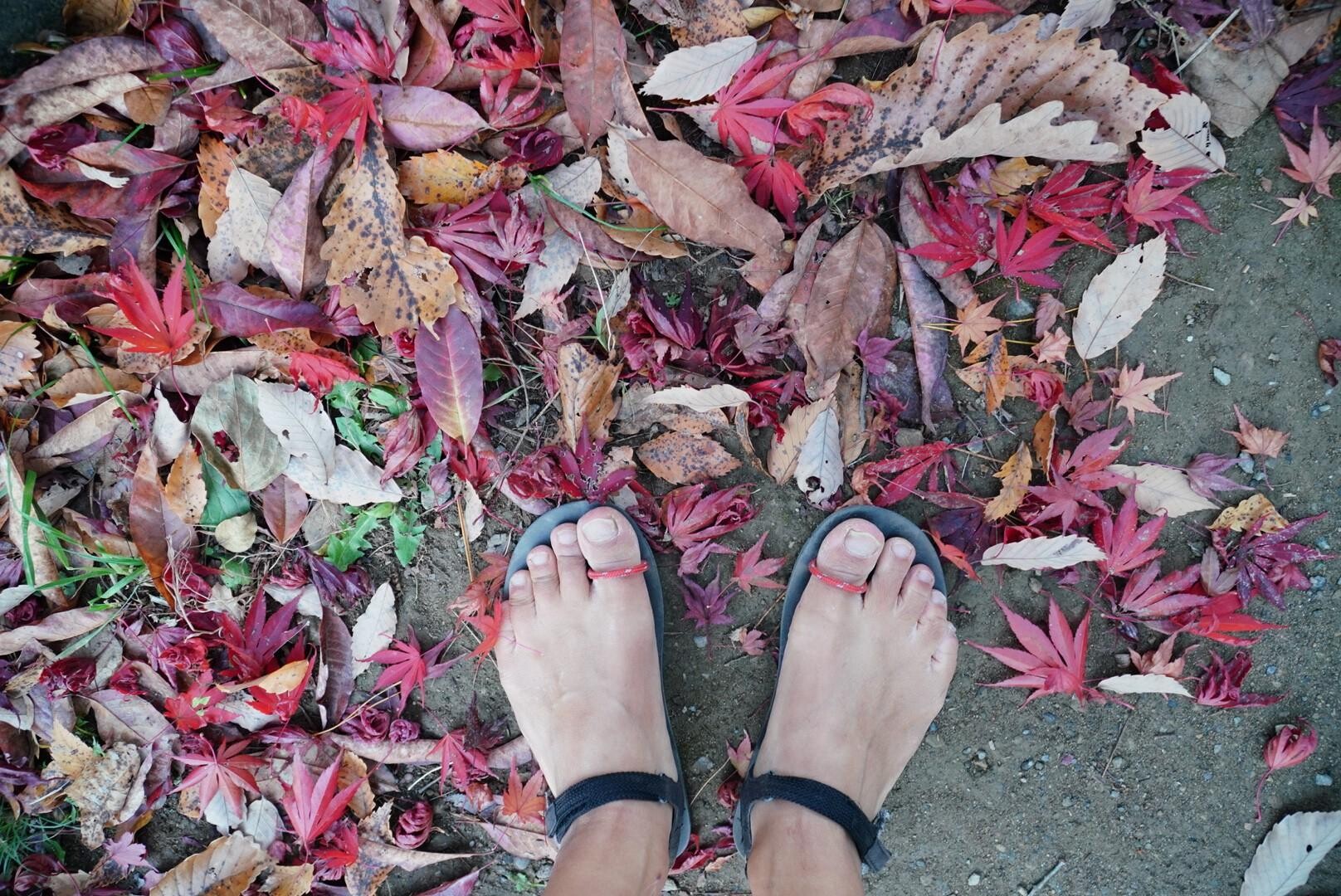 落ち葉掃き5日目 アヅマ326 / ta2さんの鳴神山・吾妻山の活動データ | YAMAP / ヤマップ