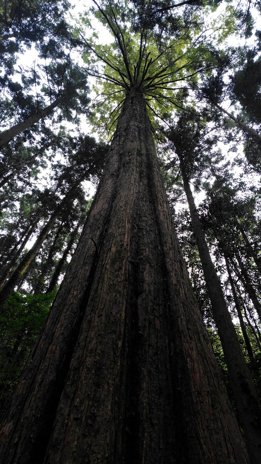 六ヶ岳 / k339さんの六ヶ岳の活動データ | YAMAP / ヤマップ