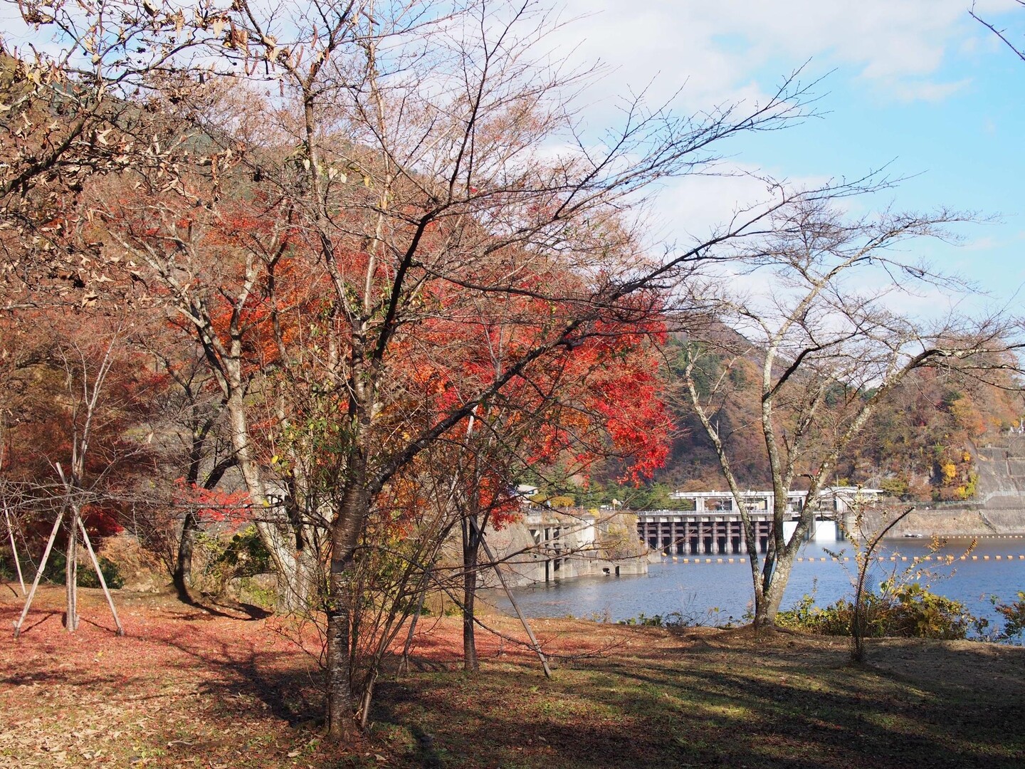 奥多摩湖の紅葉はそろそろ見納め 陽の光に... / iwakoさんのモーメント | YAMAP / ヤマップ