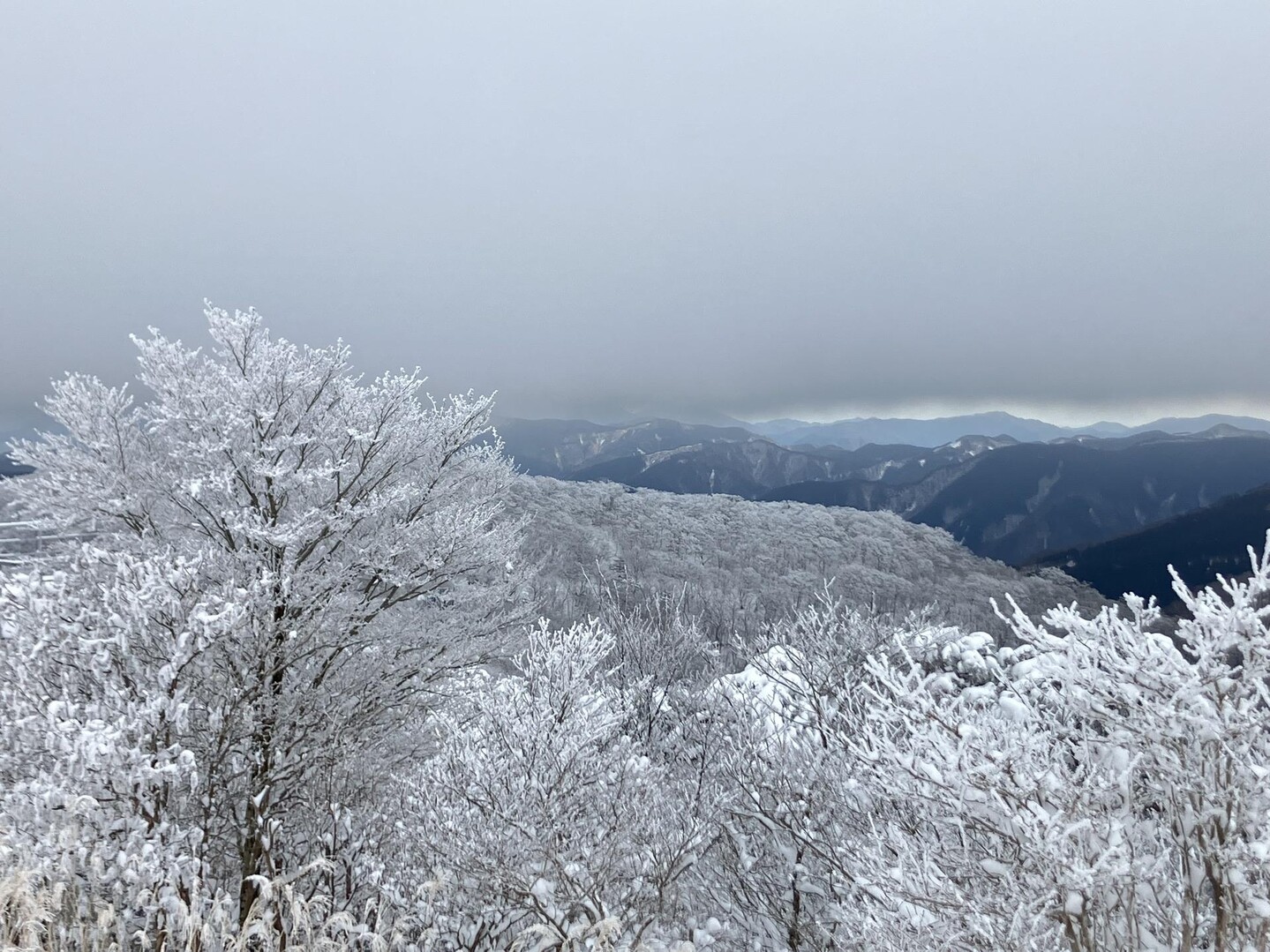 護摩壇山・龍神岳 sea to summit / ハピ坊さんの護摩壇山・龍神岳の活動データ | YAMAP / ヤマップ