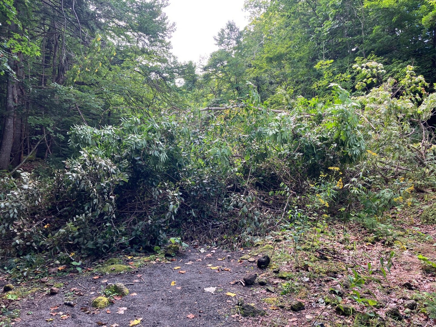 TKOさんの投稿したフィールドメモ | YAMAP / ヤマップ