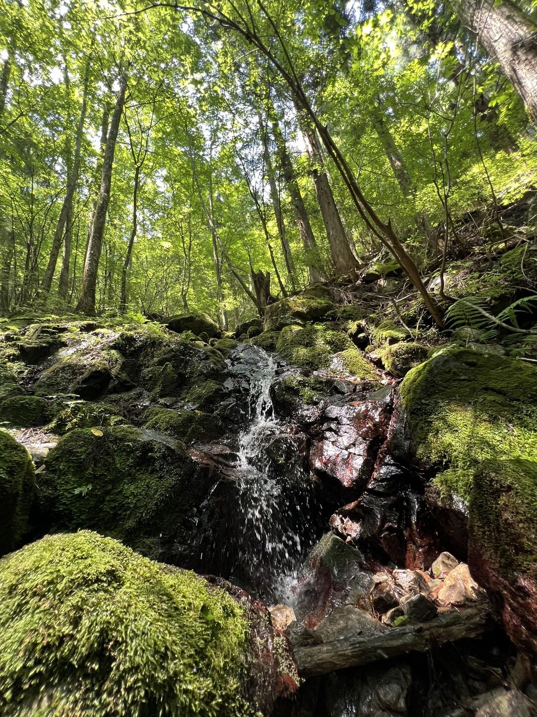 不入山 / 1091maruさんの天狗ノ森（天狗高原）・黒滝山の活動データ | YAMAP / ヤマップ