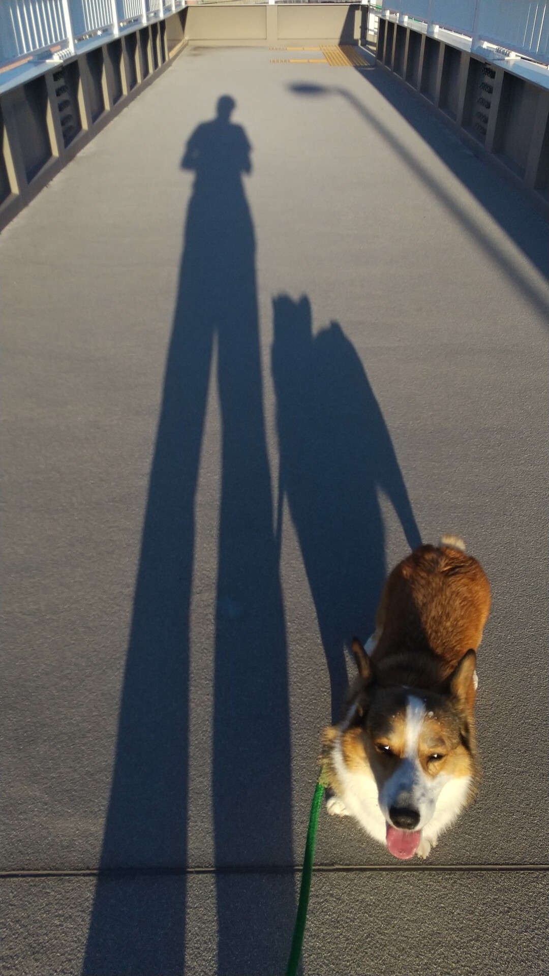 金華山行かない日は 影武者二人でした🤗... / コーギーさんのモーメント | YAMAP / ヤマップ