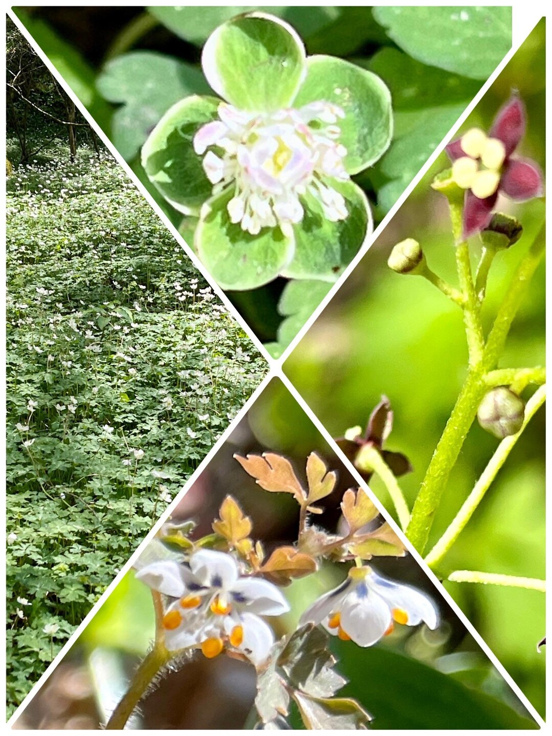 金剛山カトラ谷 ニリンソウ / milky55さんの金剛山・二上山・大和葛城山の活動データ | YAMAP / ヤマップ