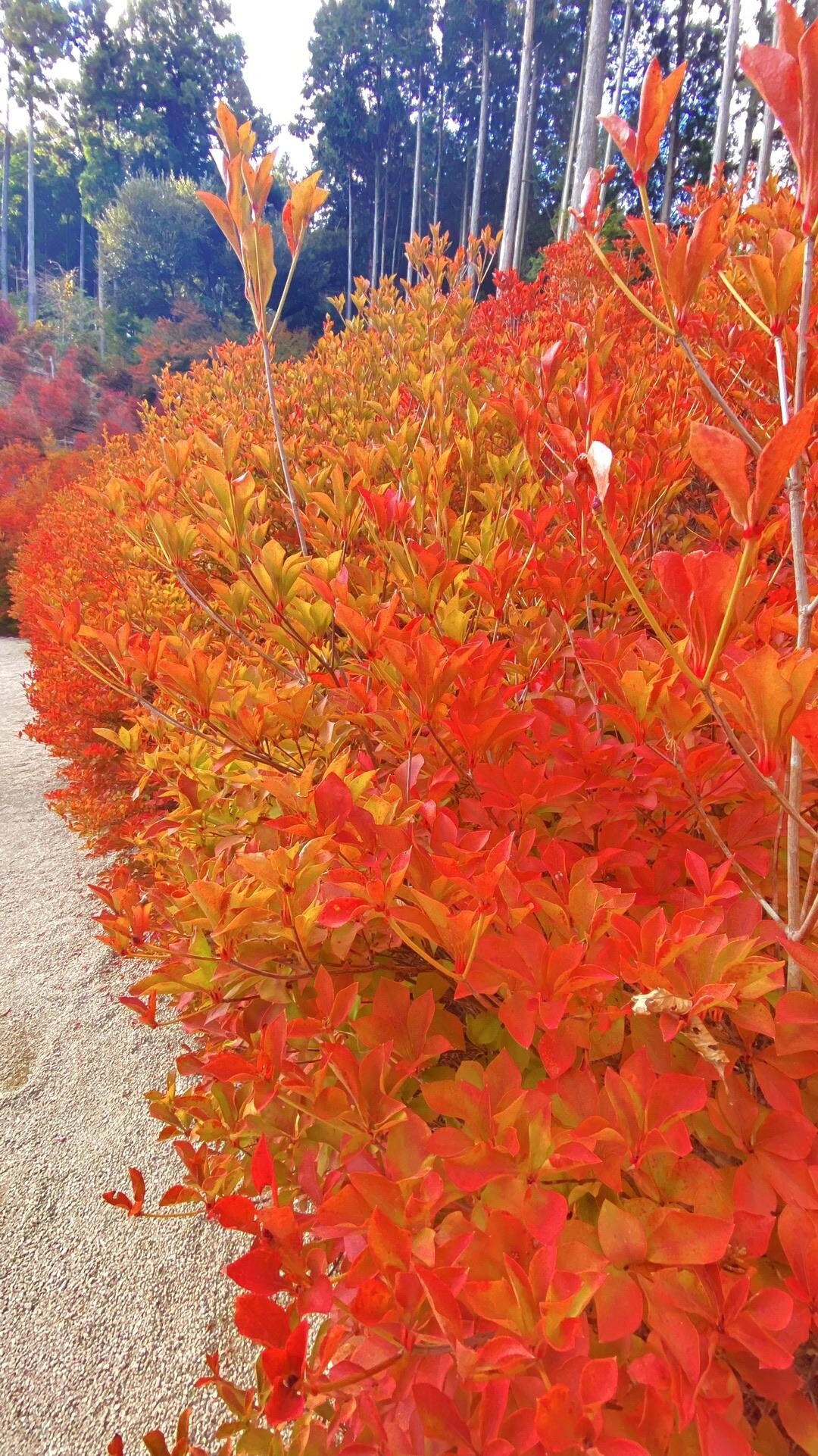 呑山観音寺 紅葉🍁がとても 綺麗で... / kaorinさんのモーメント | YAMAP / ヤマップ