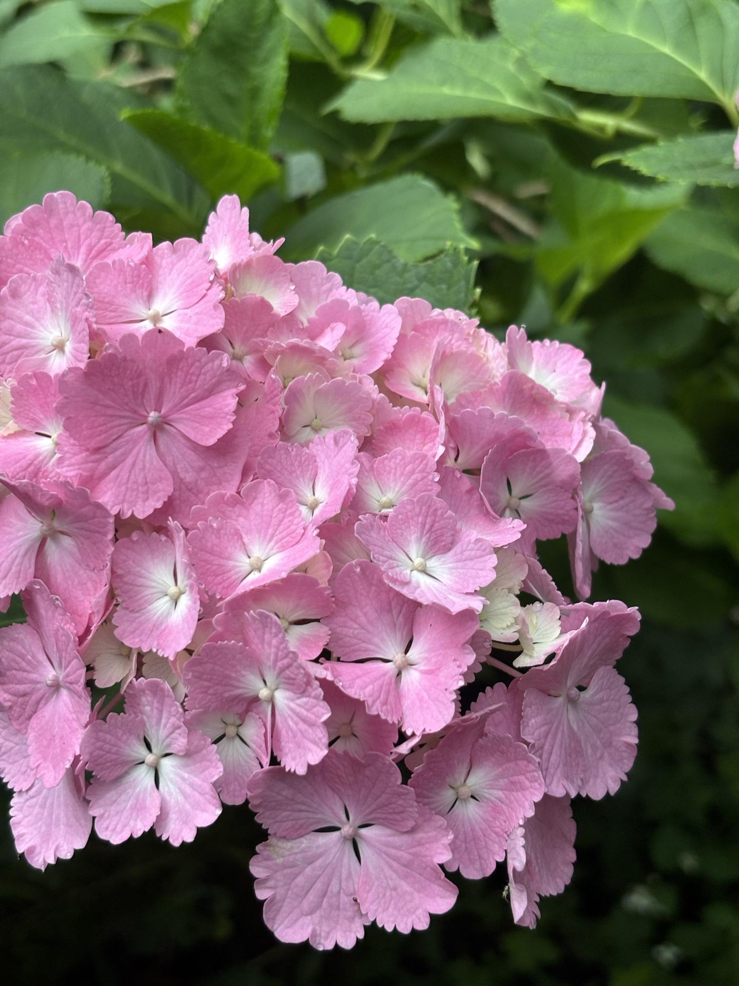 護摩堂山 / kkoさんの菩提寺山・高立山・護摩堂山の活動データ | YAMAP / ヤマップ