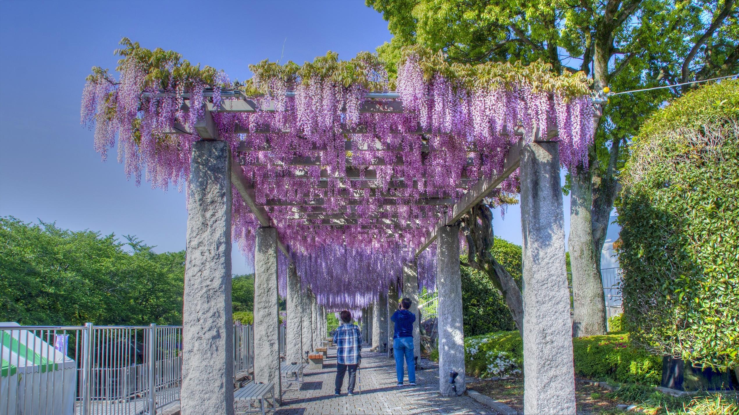 ふじまつりの様子↓ https://yo... / 山好きおじさんさんのモーメント | YAMAP / ヤマップ