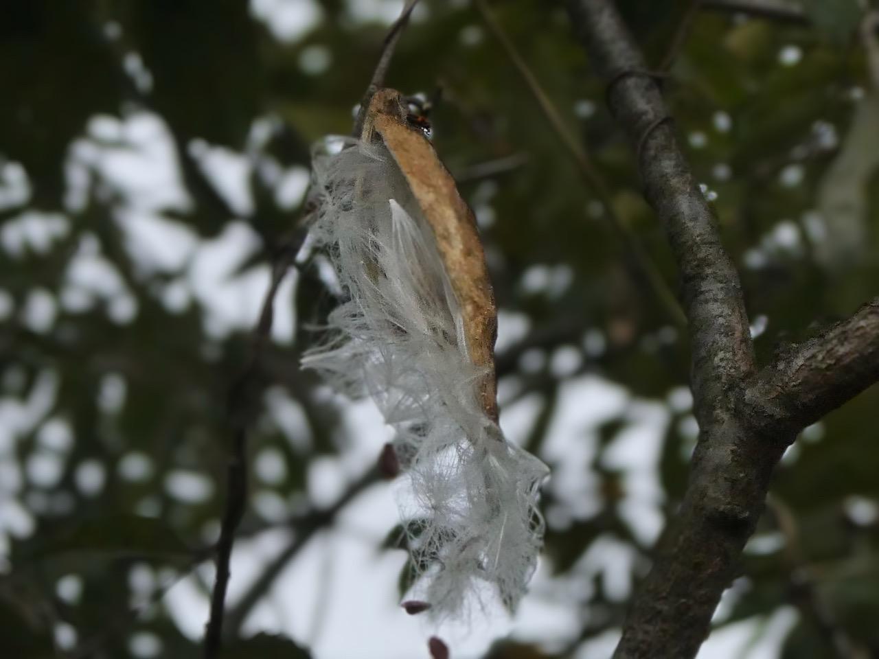 昨夜からの雨は朝に上がり、八王子市の小宮... / skipさんのモーメント | YAMAP / ヤマップ