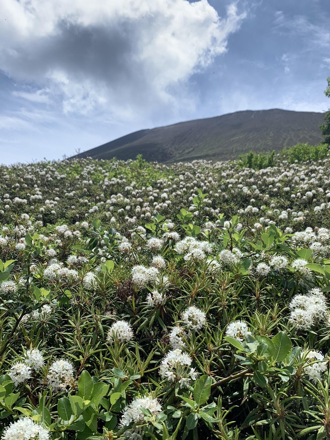 樽前山のイソツツジ&マルバシモツケ群生と支笏湖 / nyaomaskさんの樽前山・風不死岳の活動データ | YAMAP / ヤマップ
