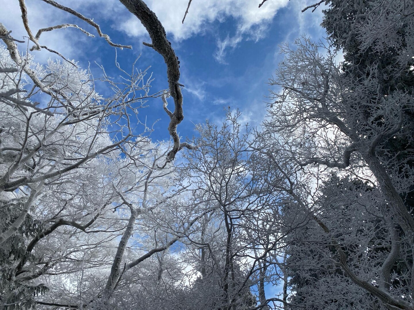 霧氷が素敵！金剛山 / hidekixさんの金剛山・二上山・大和葛城山の活動データ | YAMAP / ヤマップ