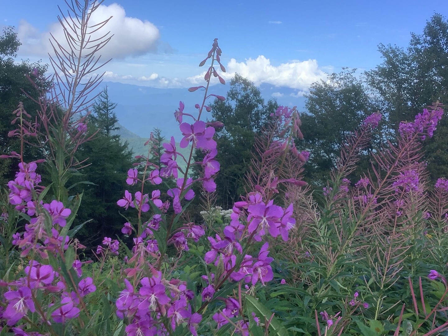 ヤナギラン咲く経ヶ岳 / tsさんの経ヶ岳・坊主岳の活動データ | YAMAP / ヤマップ