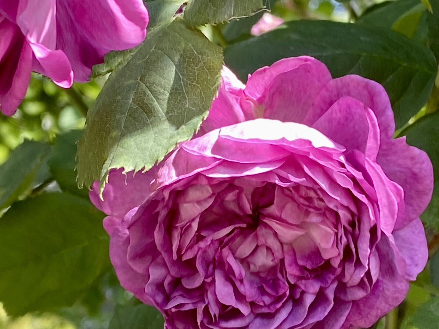 #薔薇#2023#春#美の饗宴#香 / KAWAさんのモーメント | YAMAP / ヤマップ