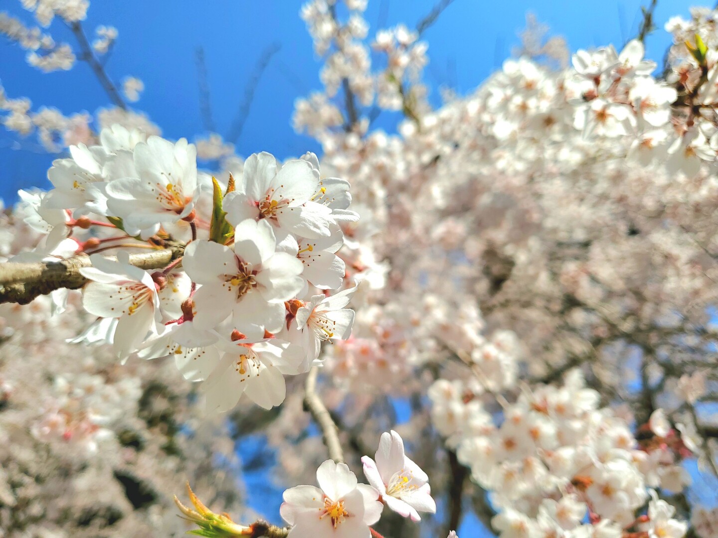 2022.04.12(火) 03:01 / えみしーさんのモーメント | YAMAP / ヤマップ