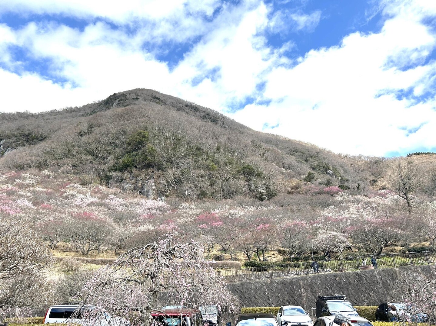 幕山（五分咲きの梅林） / fuu-rinさんの幕山・南郷山の活動データ | YAMAP / ヤマップ