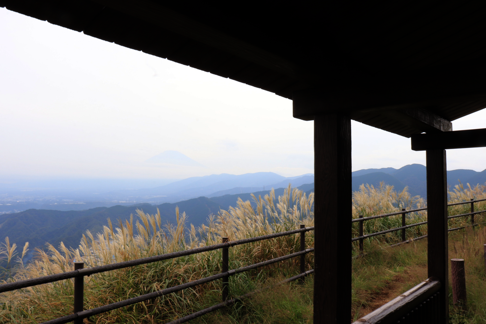 大野山のススキ / kaZZさんの高松山・大野山の活動データ | YAMAP / ヤマップ