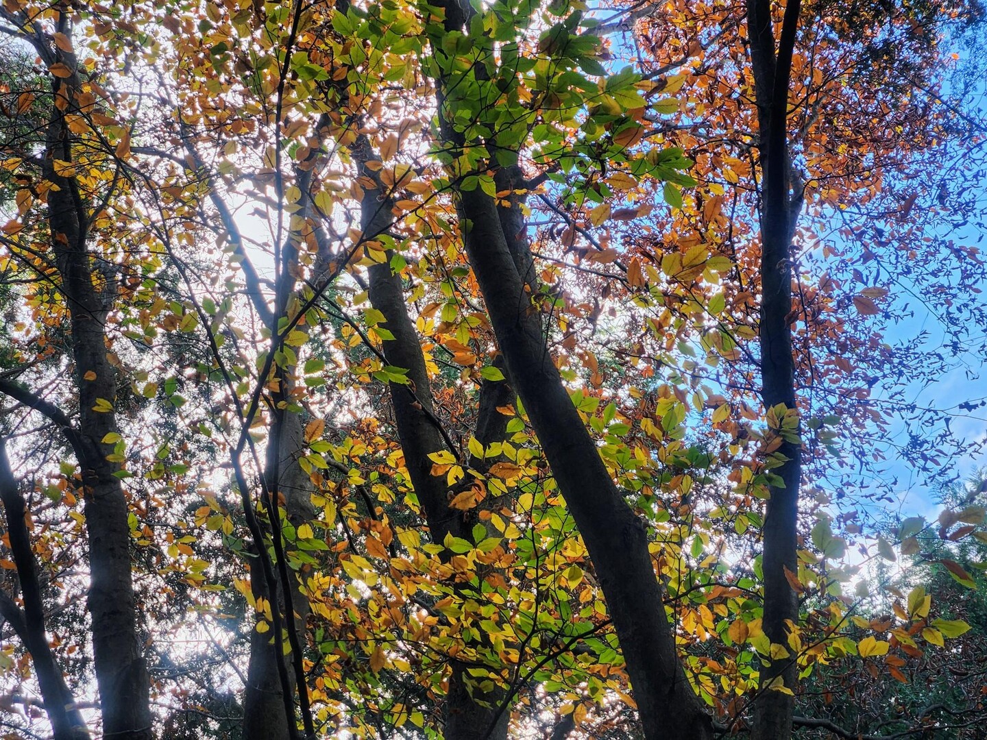 小貝月山・貝月山 / satomi29さんの貝月山の活動データ | YAMAP / ヤマップ