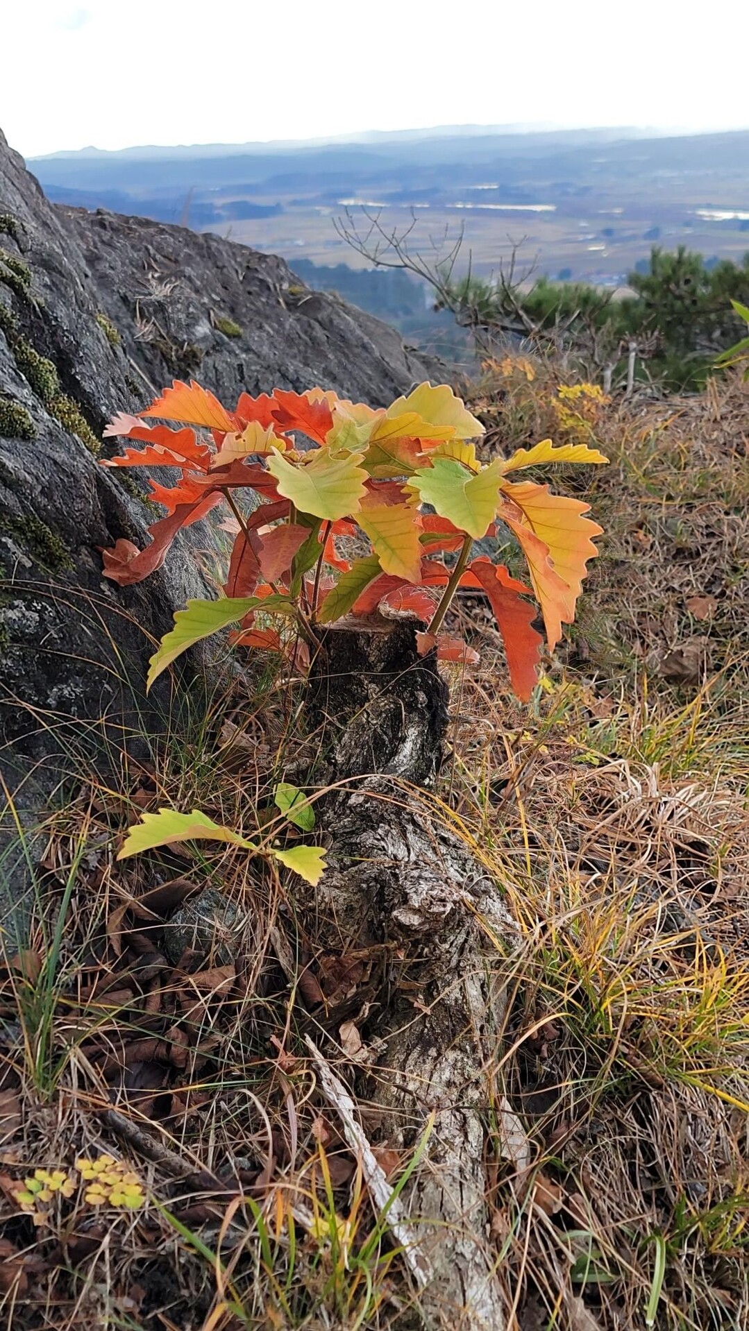 大師山 / Naorinさんの大師山の活動データ | YAMAP / ヤマップ