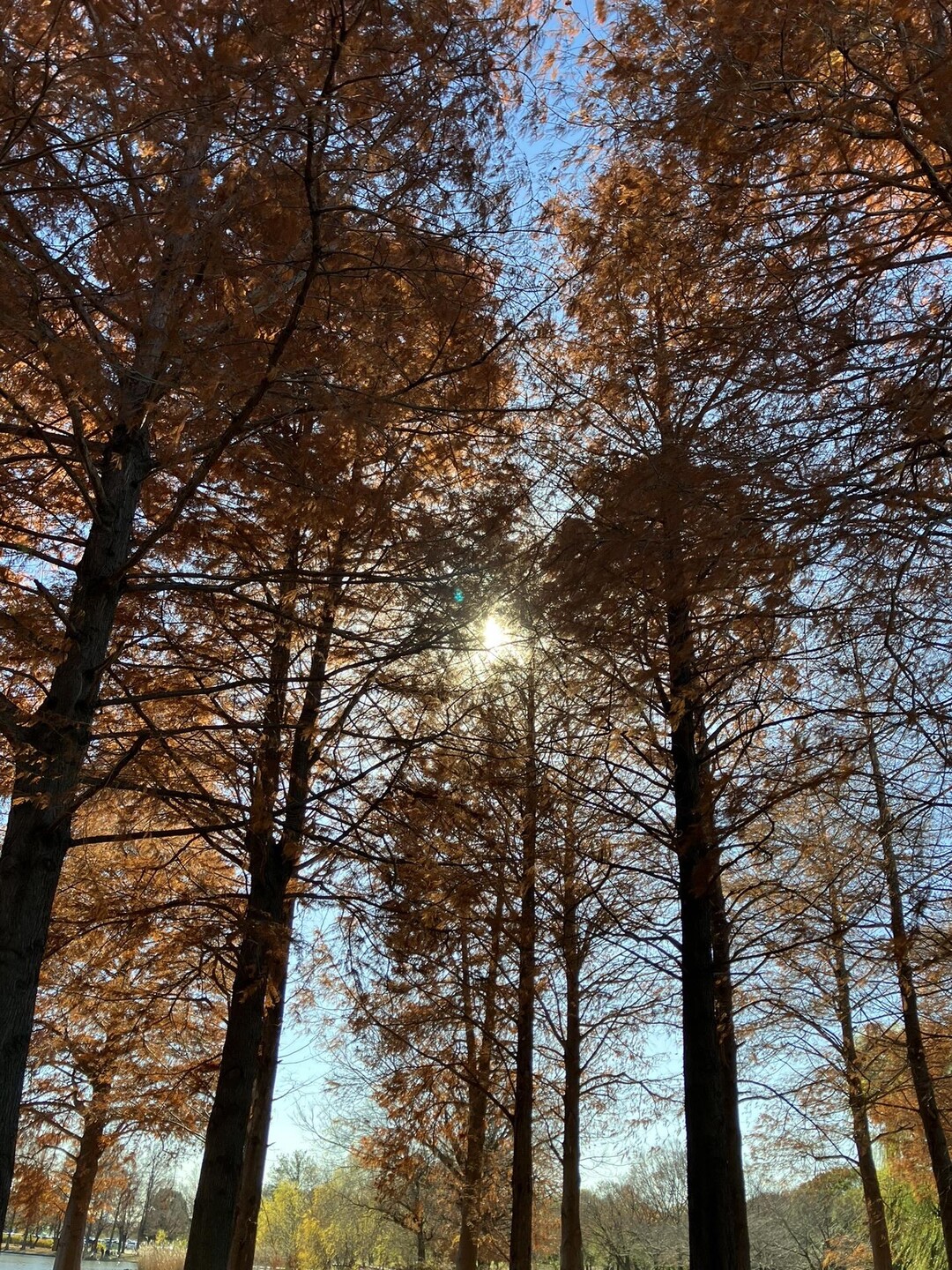 いつもの公園を12kmトレーニング🏃‍... / だんごさんのモーメント | YAMAP / ヤマップ