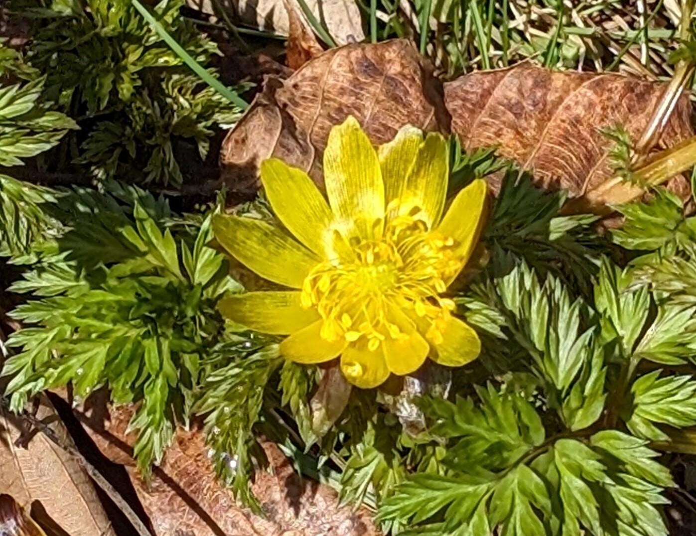 ポンポン山、福寿草 / Akiraさんのランニングの活動データ | YAMAP / ヤマップ