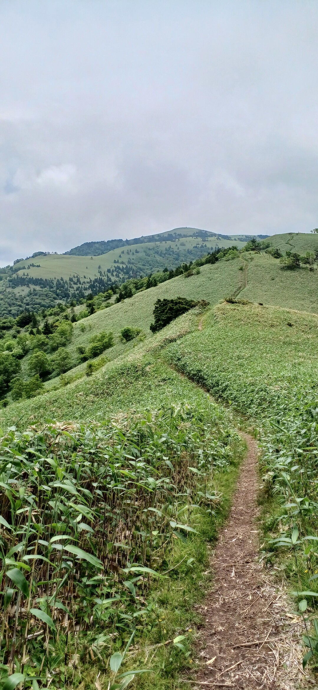 富士見台・横川山（湯舟沢山） / YOKOさんの恵那山・大判山・神坂山の活動データ | YAMAP / ヤマップ
