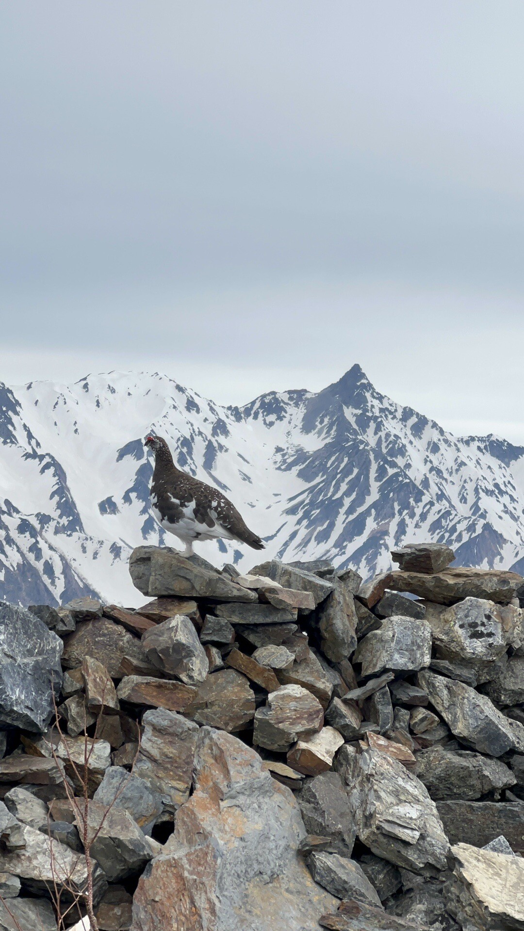 三股から常念岳〜蝶ヶ岳2022-05-17 / kozueさんの常念岳・大天井岳・燕岳の活動データ | YAMAP / ヤマップ