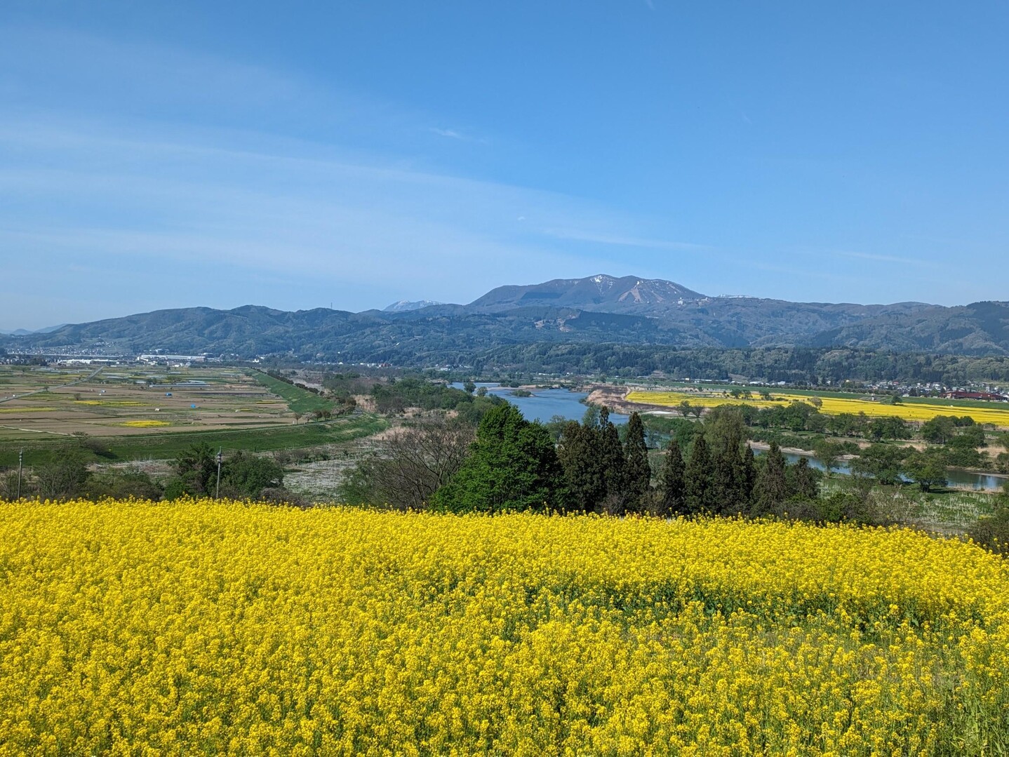 縁あって飯山菜の花まつりに関わる事にな... / ほり500さんのモーメント | YAMAP / ヤマップ