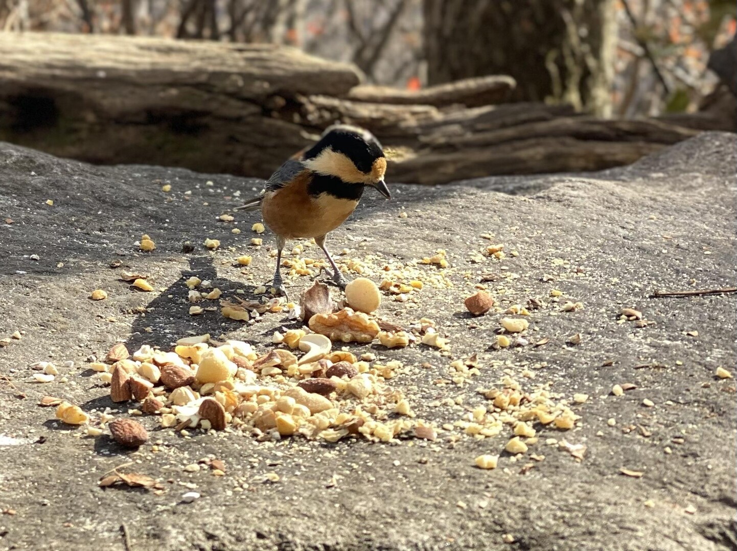息子と忘年会に浅間山(水沢山) / kaoru‎ᨒ𖡼.𖤣𖥧さんの榛名山・天狗山・天目山の活動データ | YAMAP / ヤマップ