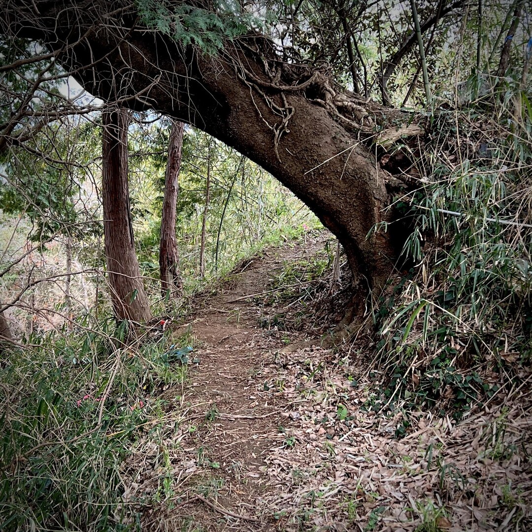 ちょっと鬼滅な竈門神社と御越山 / harusan ~さんの由布岳・鶴見岳の活動データ | YAMAP / ヤマップ