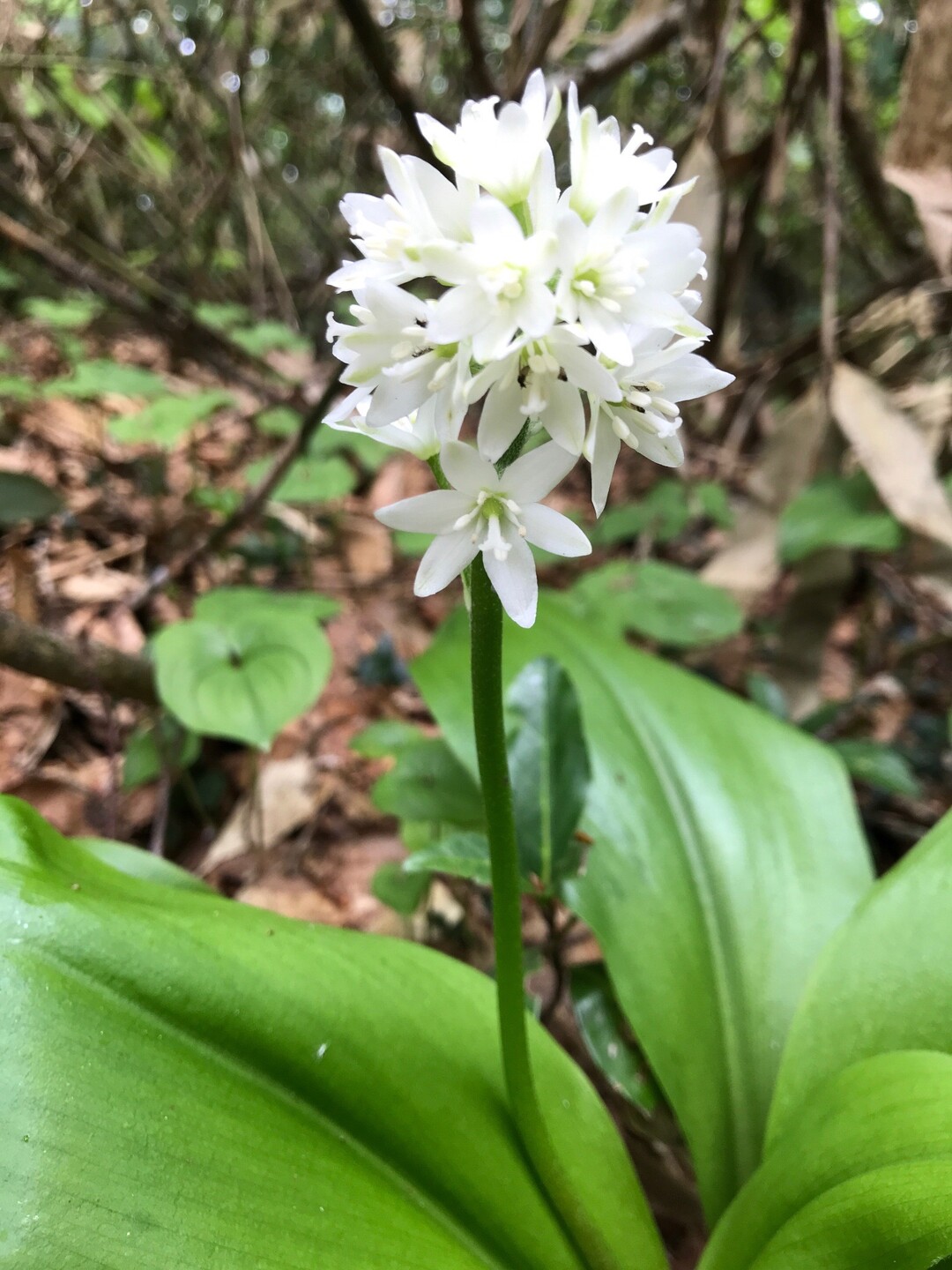 満足感たっぷり お初でござる！ 苅安山・奥大長谷の頭・大長山 / Baziruさんの赤兎山・猪鼻山の活動データ | YAMAP / ヤマップ