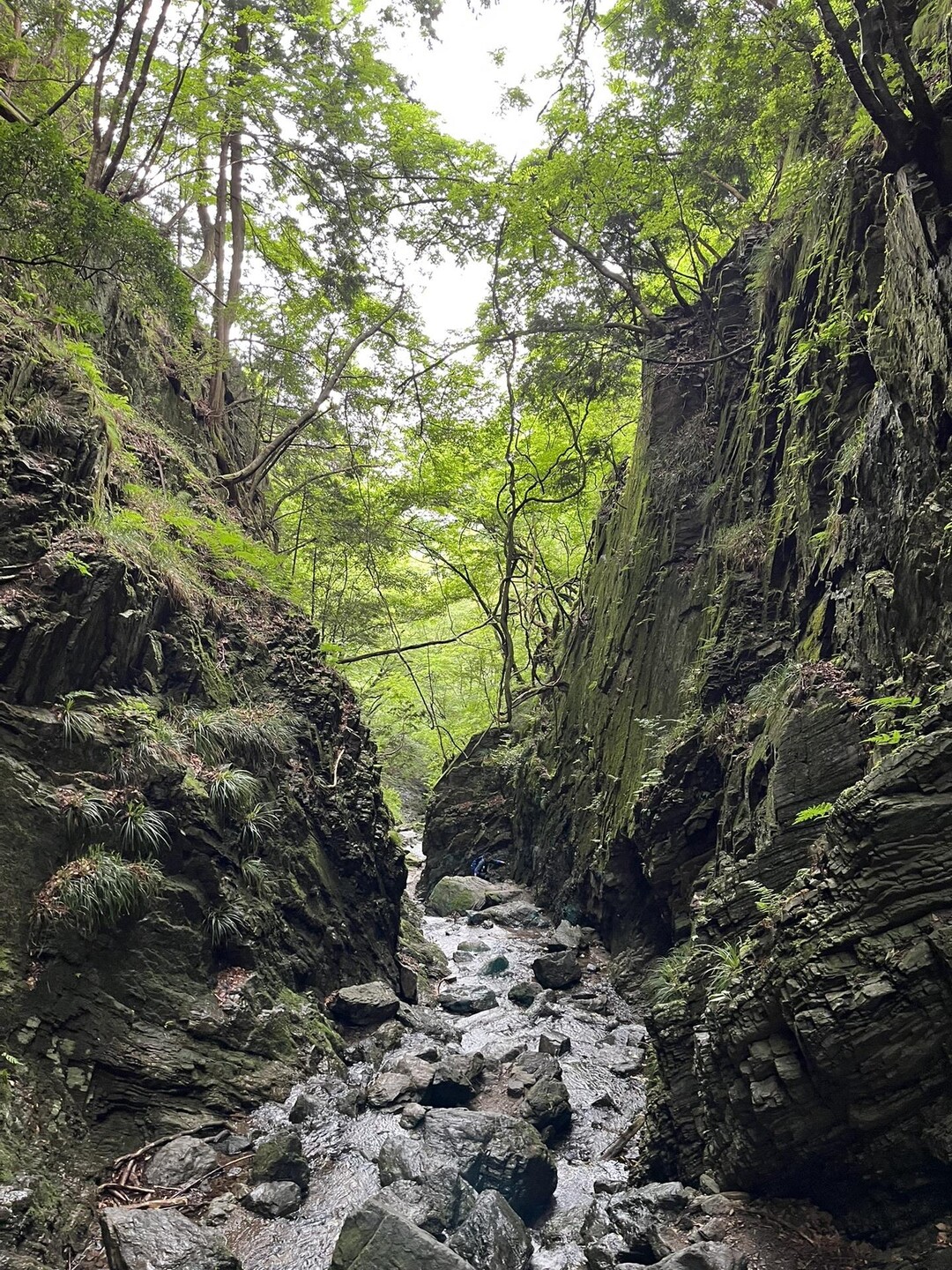 棒ノ嶺（棒ノ折山） / おのきょうPHさんの武甲山・伊豆ヶ岳・小持山の活動データ | YAMAP / ヤマップ