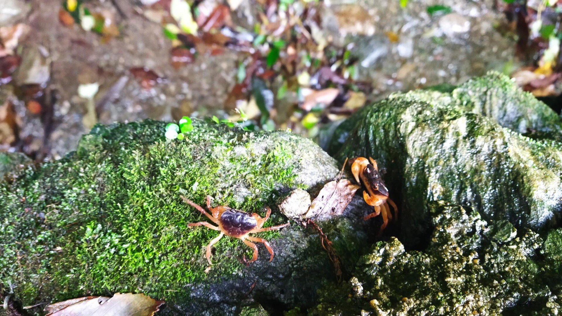 涼しくなったので高良山⛰️ / gongonさんの高良山・発心山・鷹取山の活動データ | YAMAP / ヤマップ