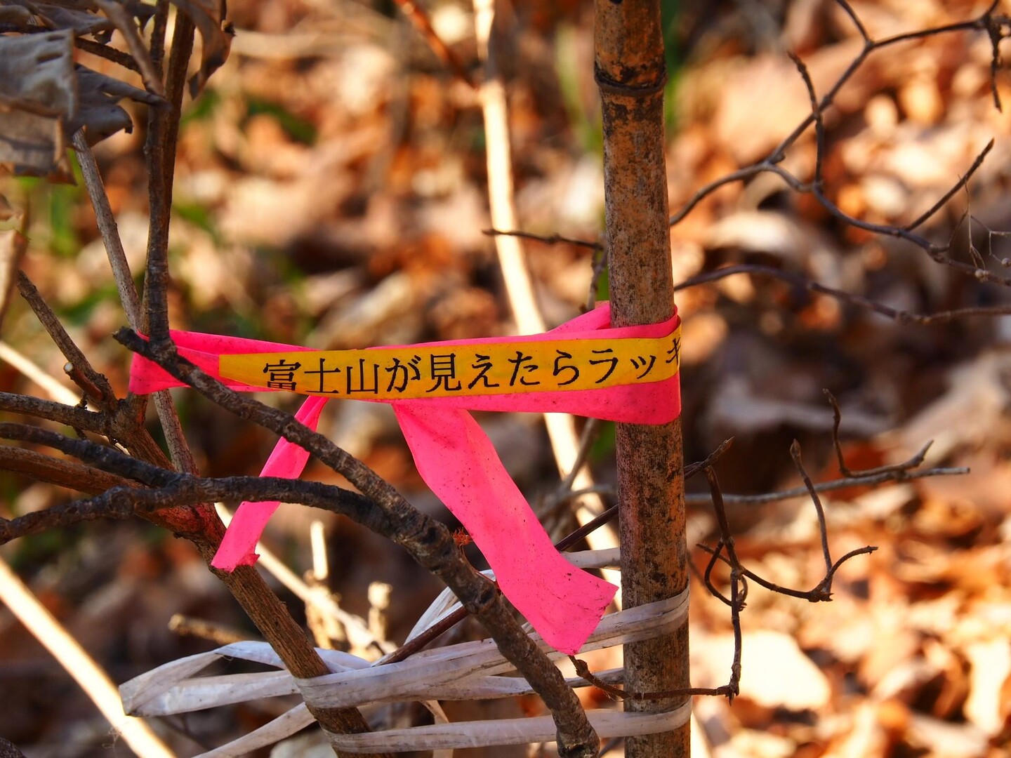 茂呂山で富士山見えた😄 / お〜ゆきさんの宇都宮市の活動データ | YAMAP / ヤマップ