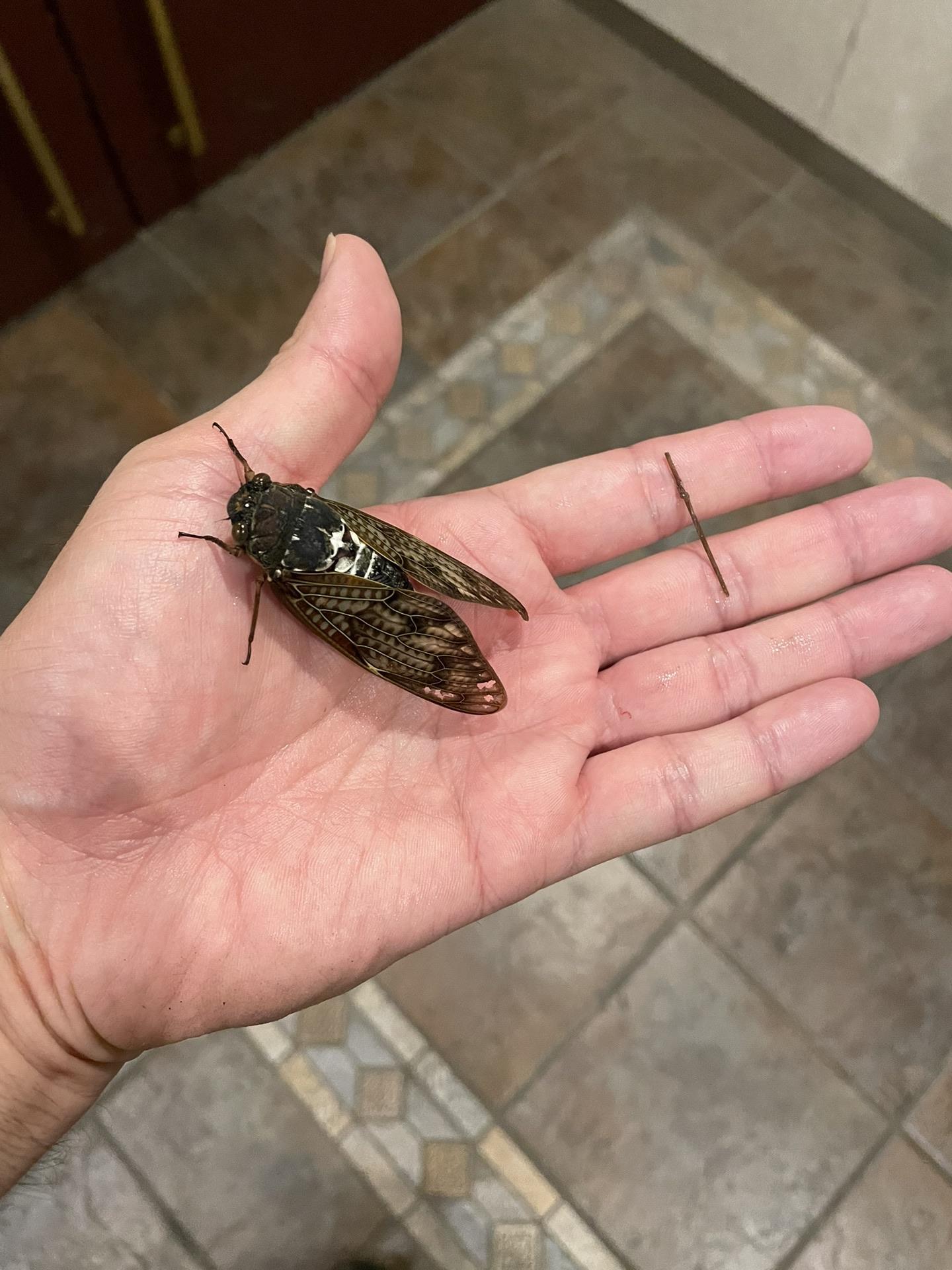 【続・虫トーク〜蝉ップ】 私の家のマンシ... / Johnny（のんびり復帰）さんのモーメント | YAMAP / ヤマップ