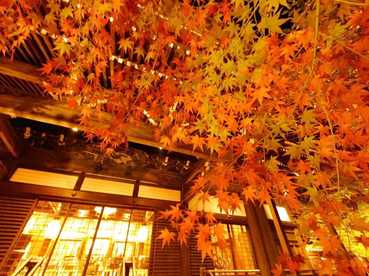 とーたんとお散歩第二弾😁 ライトアップ... / むらちゃんさんのモーメント | YAMAP / ヤマップ