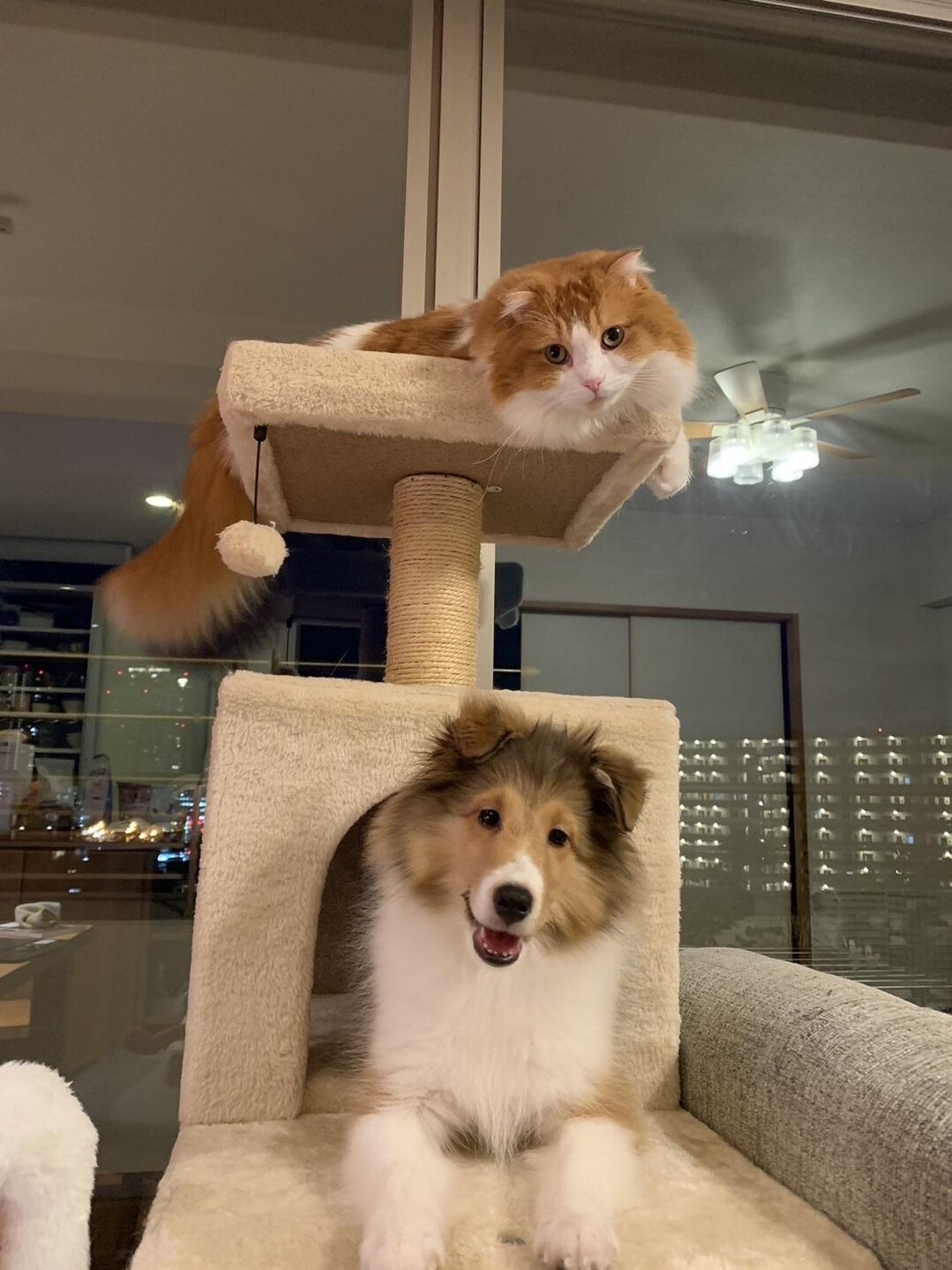 もうすっかり猫タワーにルンちゃん（愛犬）... / Eddieさんのモーメント | YAMAP / ヤマップ