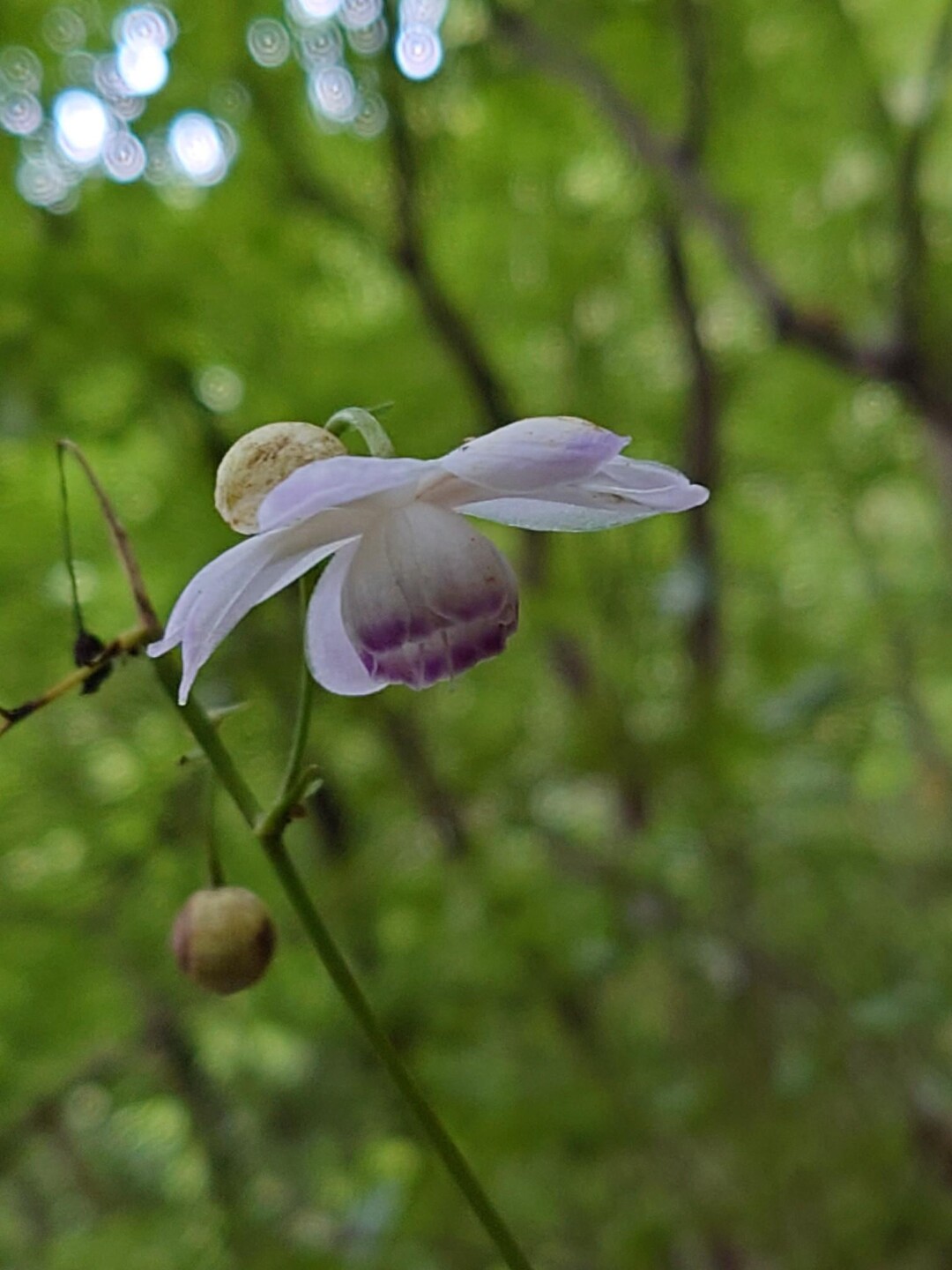 青麻山 レンゲショウマに逢いたい / rukyさんの青麻山の活動データ | YAMAP / ヤマップ