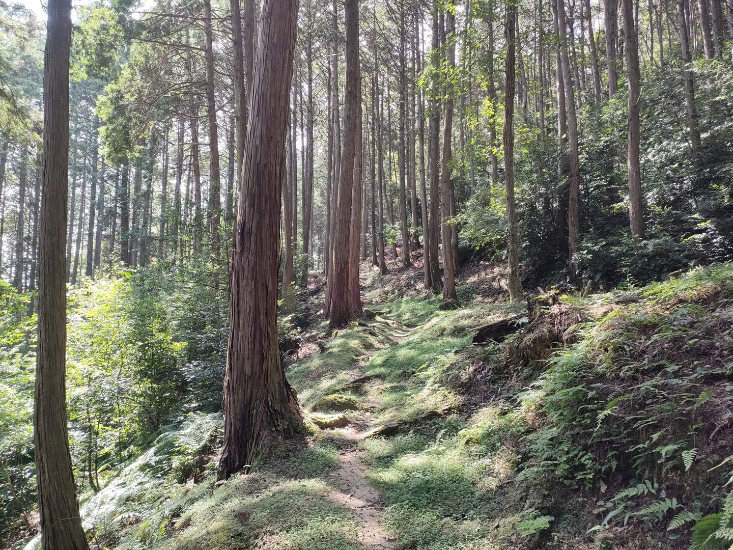 LSDのつもりが足売切れ💦伊庭山・猪子山 / うめさんの繖山（観音寺山）の活動データ | YAMAP / ヤマップ